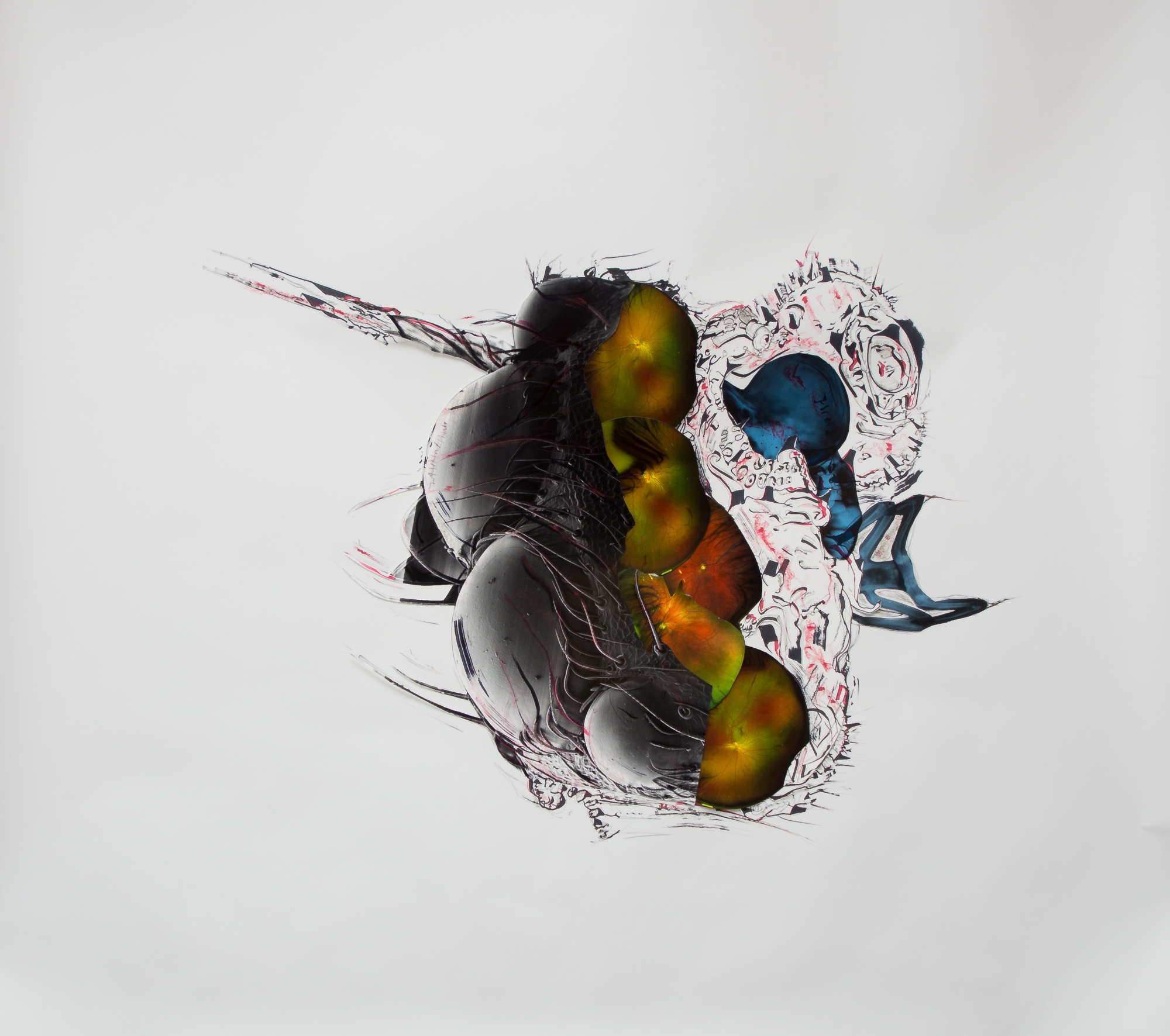 Christelle Mas, X-ray - MABD